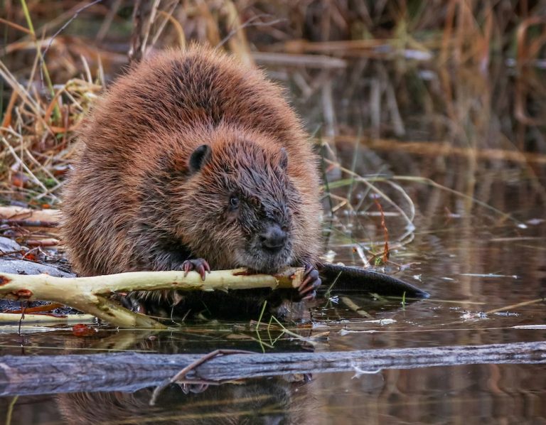 Types of Rodents in Quebec | Elite Pest Control