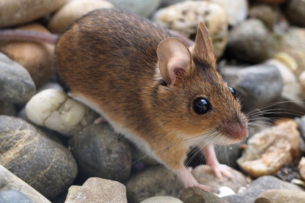 Types of Rodents in Quebec | Elite Pest Control