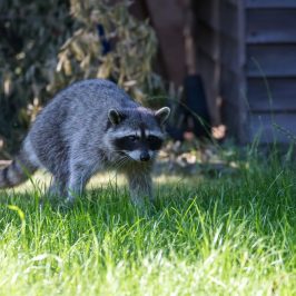 Ratons Laveurs : Que faut-il savoir sur cet animal nuisible