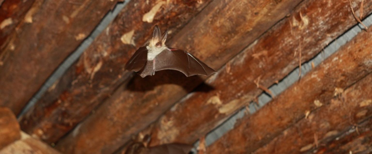 Comment éloigner Les Chauves Souris Elite Gestion Parasitaire