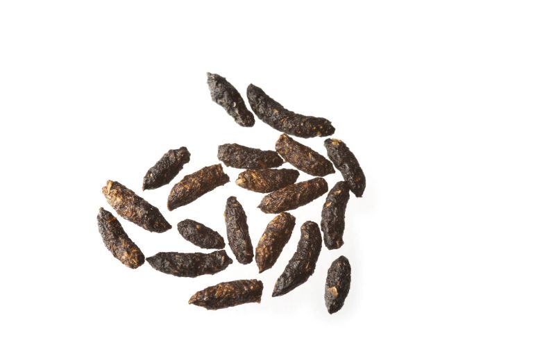 How to identify mouse droppings to prevent danger - Élite Extermination