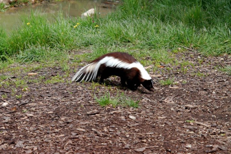 How to Identify Animal Holes in Your Lawn | Elite Pest Control