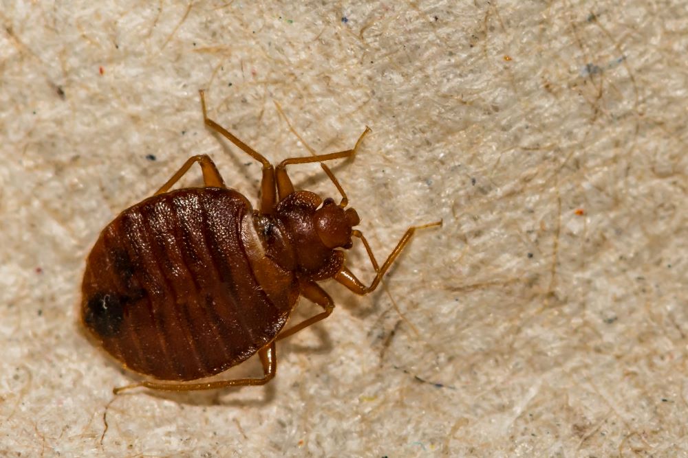 Comment identifier un insecte de maison ? | Élite Gestion Parasitaire