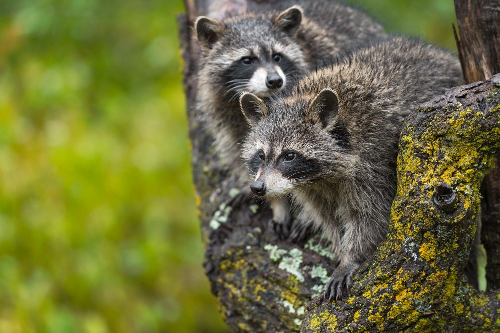 How to Identify Animal Holes in Your Lawn | Elite Pest Control