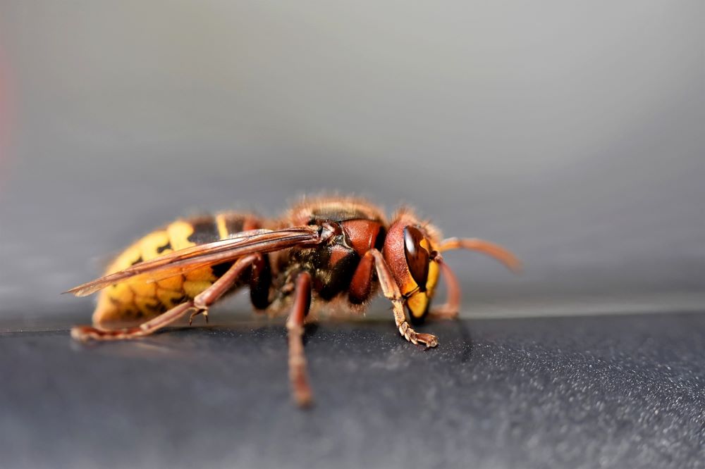 Bees, Wasps and Hornets: How Are They Different?