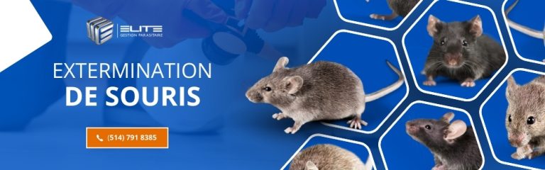 Le Danger des souris: morsure, maladies transmissibles [Attention]