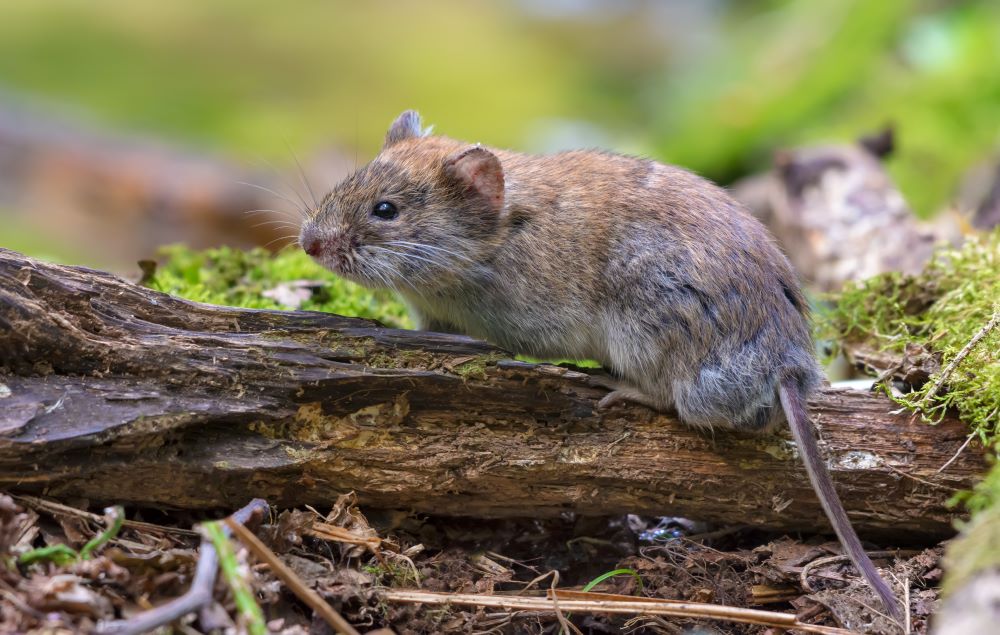 Vole Exterminators | Elite Pest Control