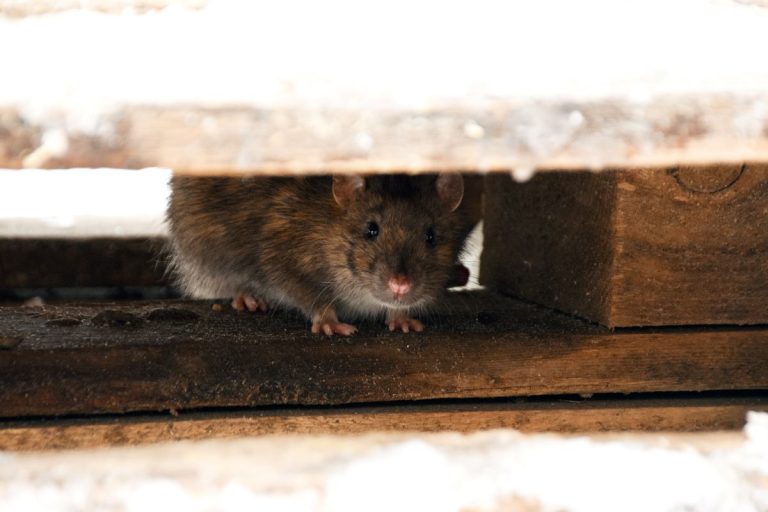 8 Mice Infestation Signs - How to Know if your House is Infested