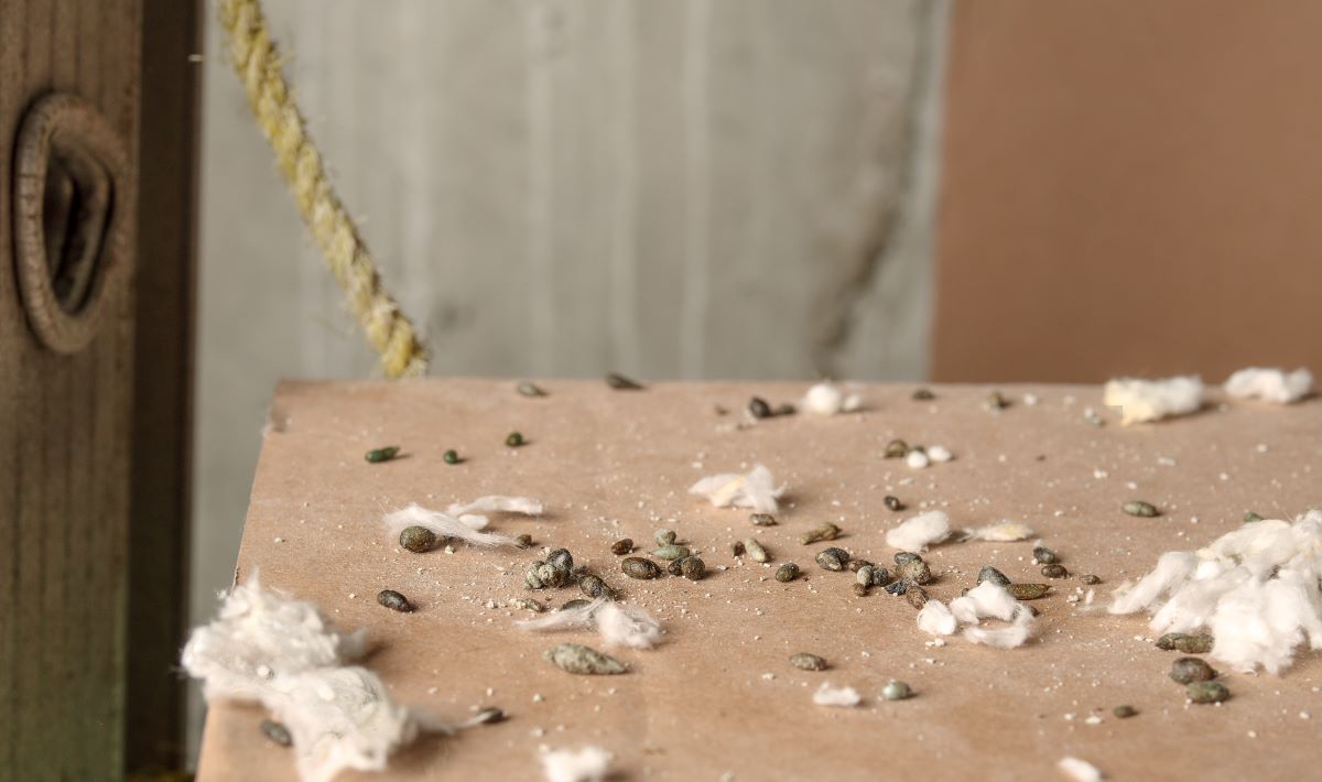 À quoi ressemblent les crottes de souris [Déceler une infestation]